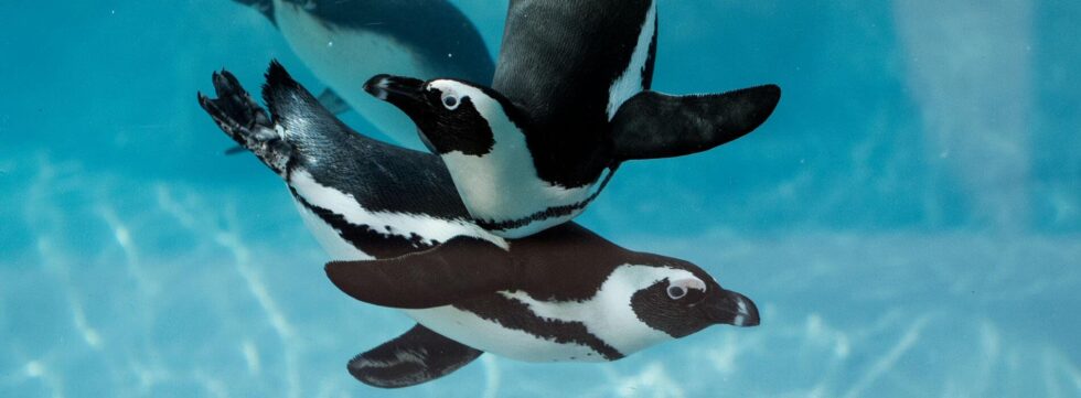 Legal Protection For Penguins | Paul's Penguins